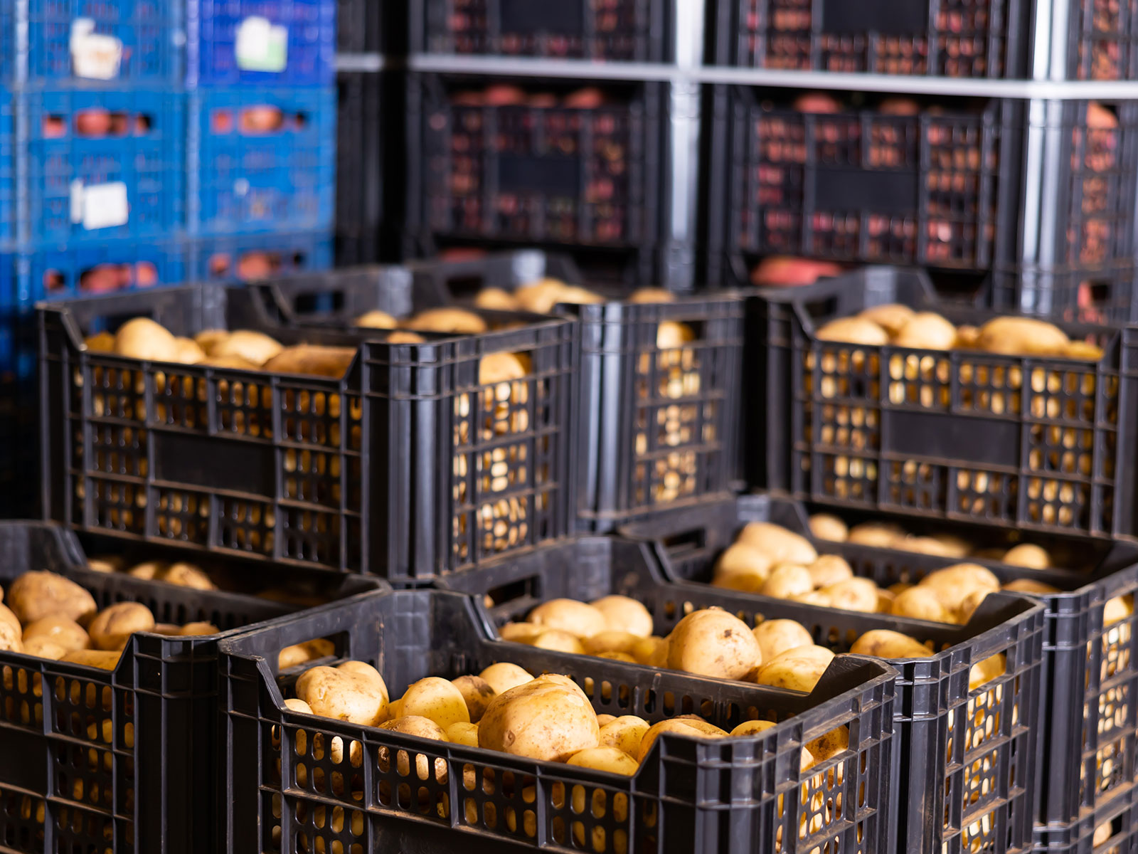 Food Stuff - Global Logistical Connections, Inc